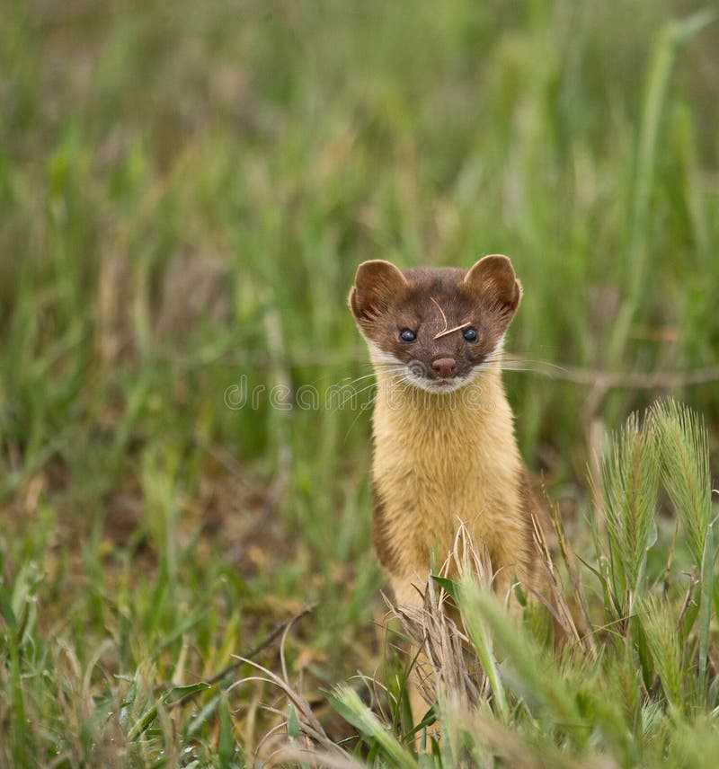 Long-tailed weasel at den stock photo. Image of long, wild - 2302406