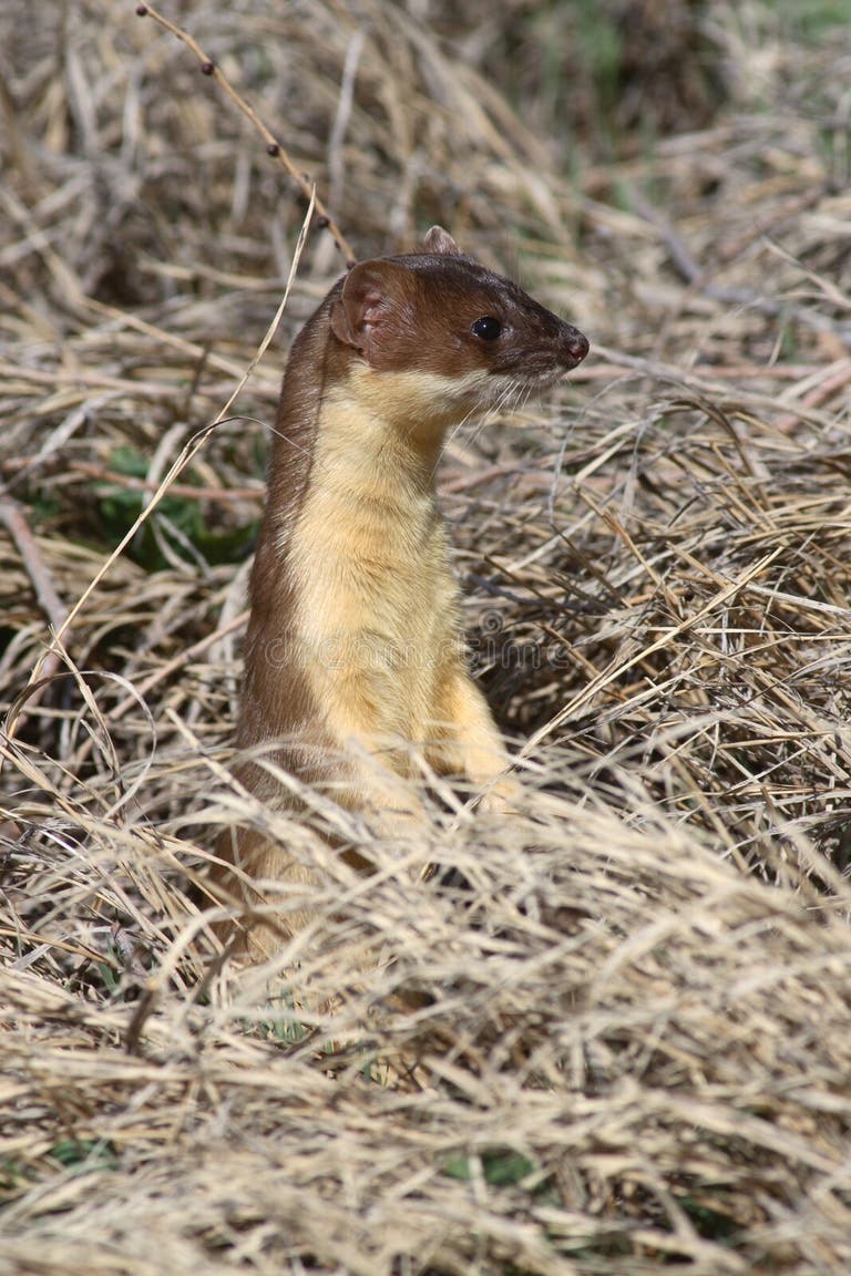 1,146 Brown White Weasel Stock Photos - Free & Royalty-Free Stock ...