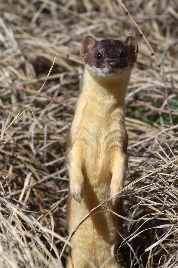 1,146 Brown White Weasel Stock Photos - Free & Royalty-Free Stock ...