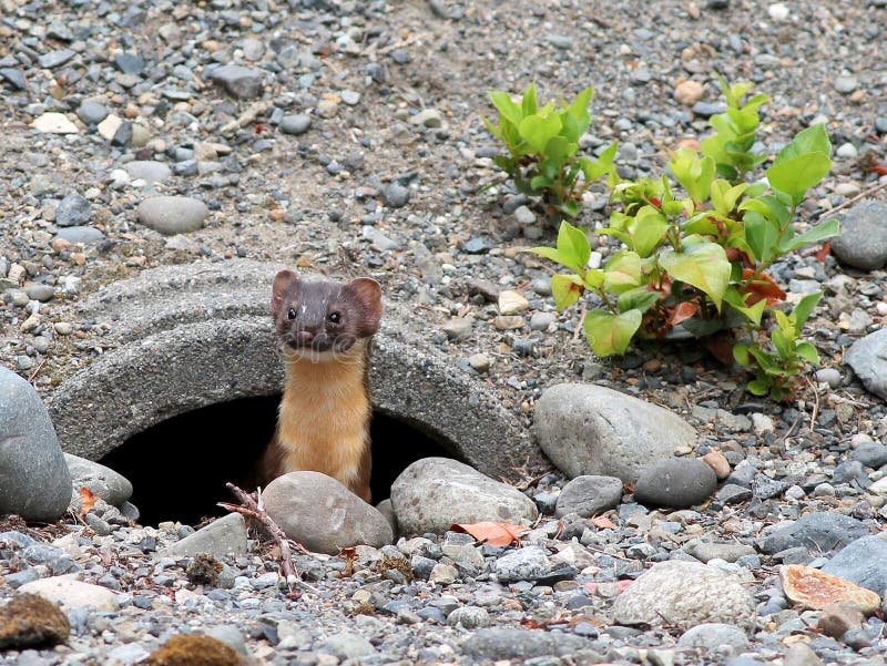 Long-tailed Weasel in a Drainpipe Stock Photo - Image of birdled ...