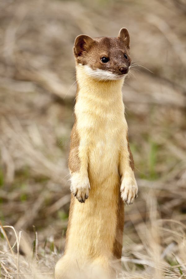 Weasel stock image. Image of nature, wildlife, forest - 45251103