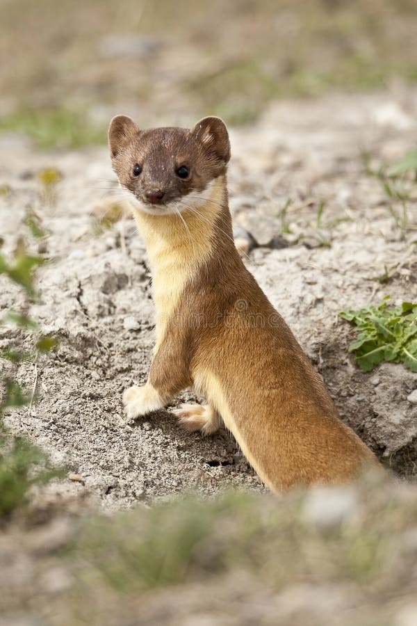 Weasel Color Steel Mitt on a White Background Stock Photo - Image of ...