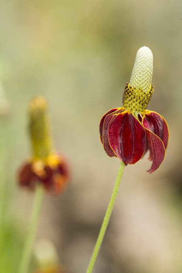Long Tall Flower Blossom in Focus with a Second Blurry Flower Behind it ...