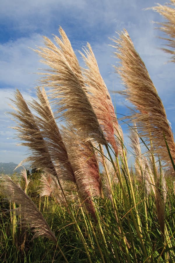 Long tall fluffy grass stock image. Image of green, grasses - 12636399