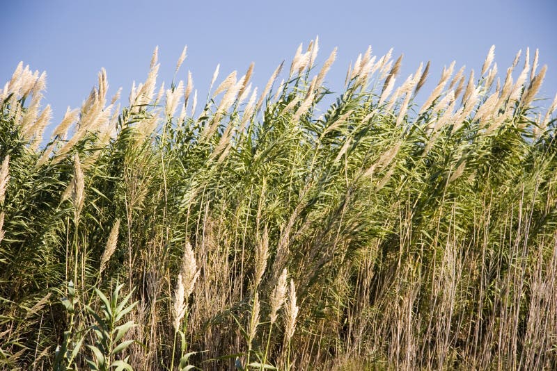Long Tall Grass stock image. Image of grown, colour, prairie - 616819