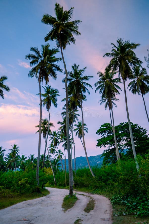 Long Tall Palm Trees during Sunset at Anse Source D Argent Beach La ...