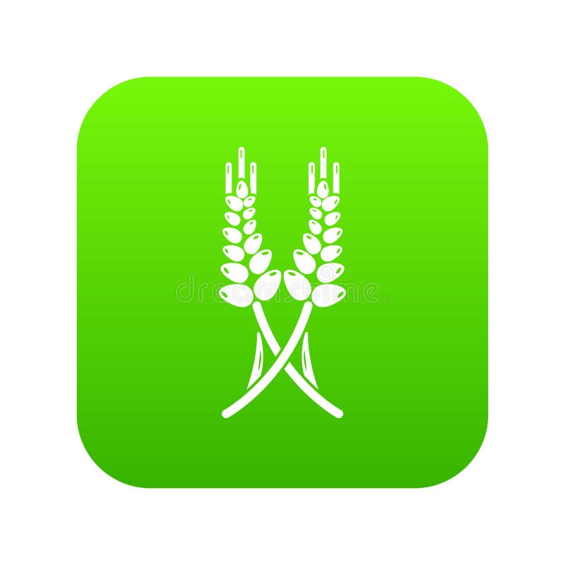 Long-term Wheat Icon Green Vector Stock Vector - Illustration of ...