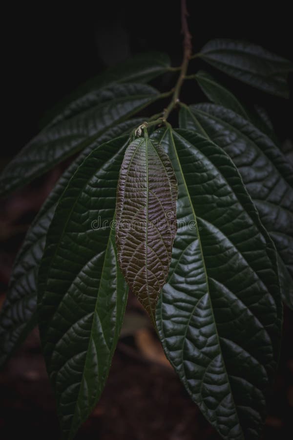 Long Textured Leaves Isolated Closeup Stock Image - Image of natural ...