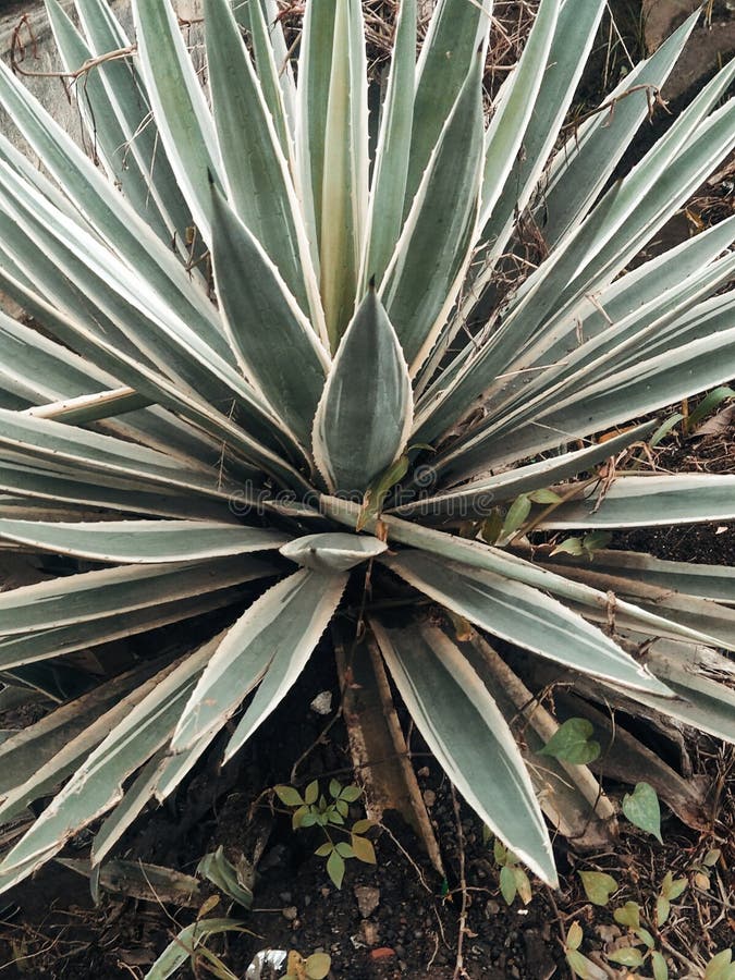 Long, Thick, Green Ornamental Plant Stock Image - Image of produce ...