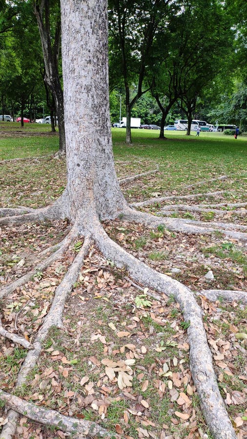 Long Thick Roots on Ground, Singapore Stock Image - Image of tree ...