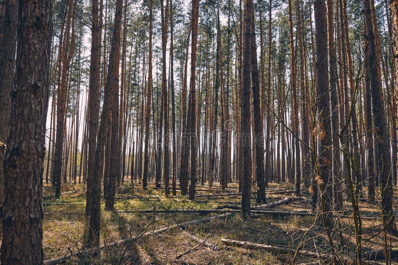 Long Thin Branches Scattered among Conifers in the Woods Stock Image ...