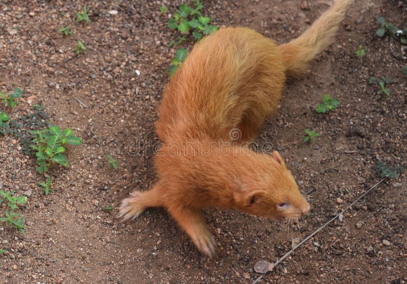 Long and Thin Orange Ferret Making a Turn Stock Image - Image of nature ...