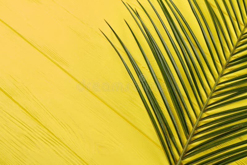 Long thin straight leaves. stock image. Image of ornamental - 201183139