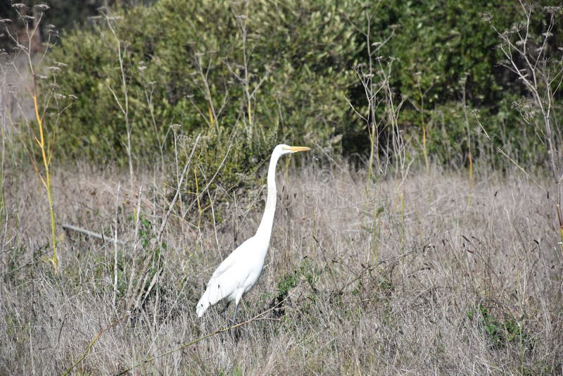 Long Thin Yellow Beak on a Great Egret Bird Stock Photo - Image of ...