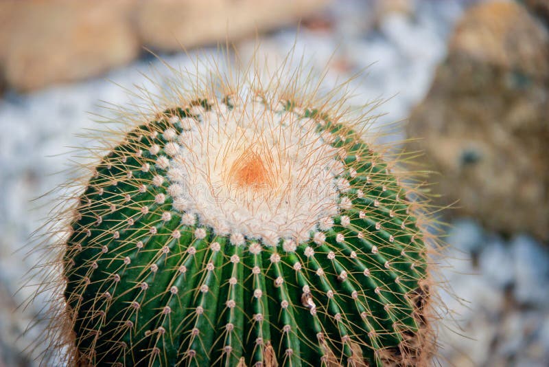 Long thorns of a cactus stock photo. Image of horticulture - 60918856