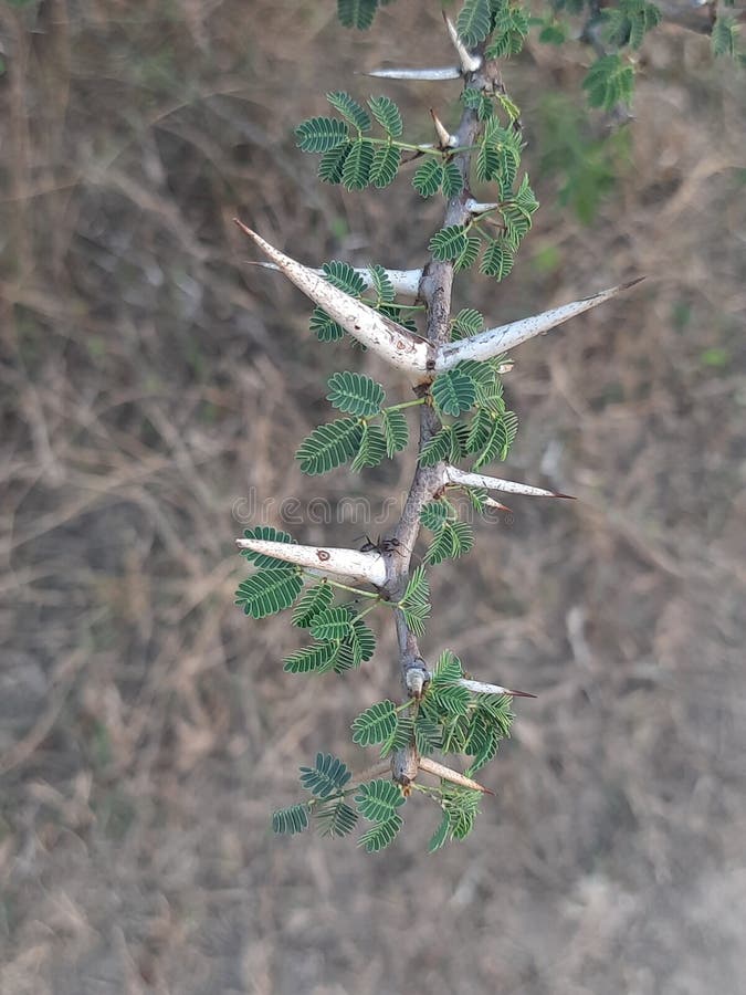 Long Thorns of a Thorn Plant Stock Photo - Image of long, plant: 236212646