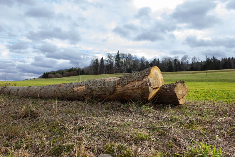 Long timber trunk stock image. Image of natural, nature - 174794939