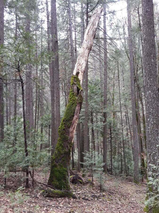 Long Time Falling stock photo. Image of eventual, moss - 77072398
