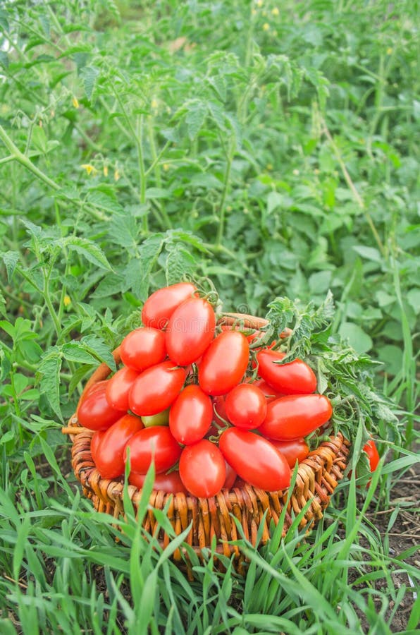 Long Tomato Greenhouse in Maasdijk Stock Photo - Image of grow, growing ...
