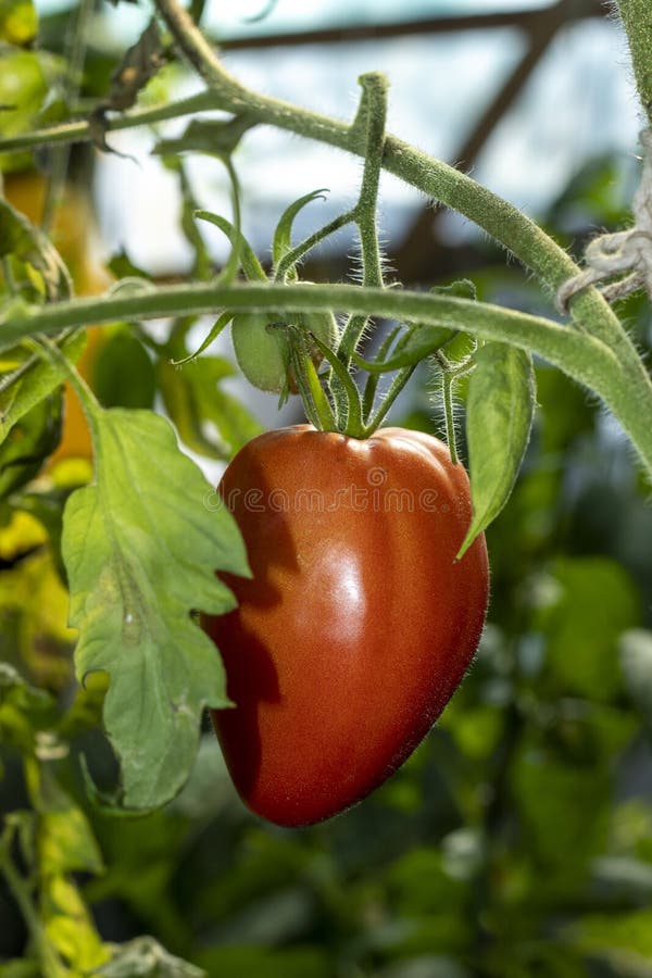 Long Tomato Greenhouse in Maasdijk Stock Photo - Image of grow, growing ...