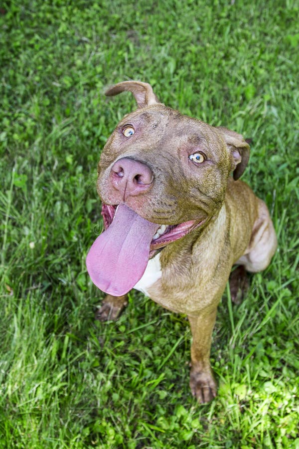 Long tongue pitbull stock image. Image of tongue, mammal - 43387833