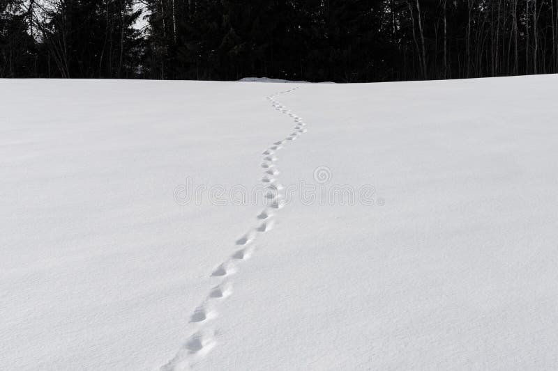 Long Trail in the Snow on a Hillside with Trees Stock Photo - Image of ...