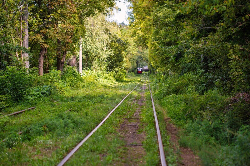 Long Tram Tracks Running through the Forest Stock Photo - Image of long ...