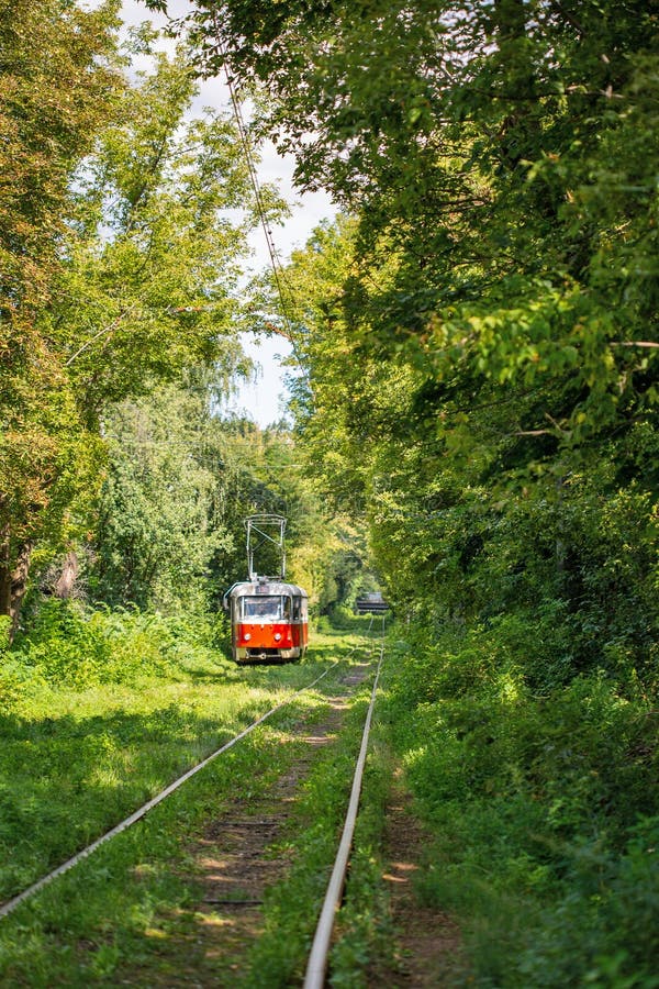 Long Tram Tracks Running through the Forest Stock Photo - Image of ...