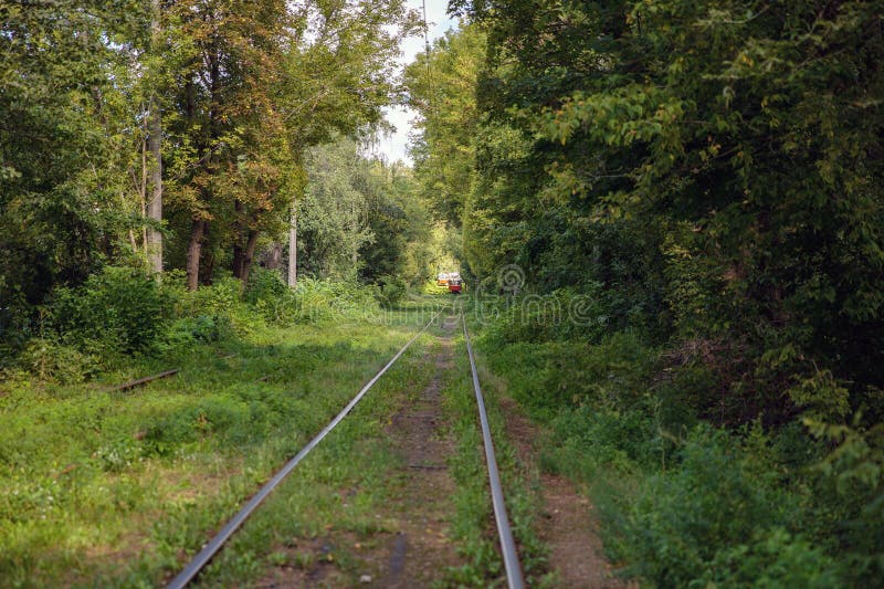Long Tram Tracks Running through the Forest Stock Image - Image of ...