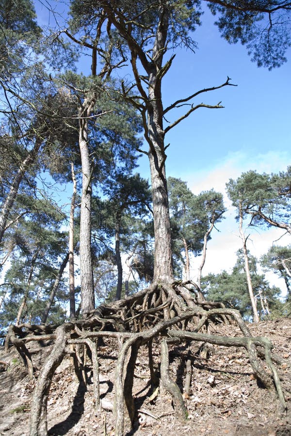 Long Tree Picture. Image: 2460765