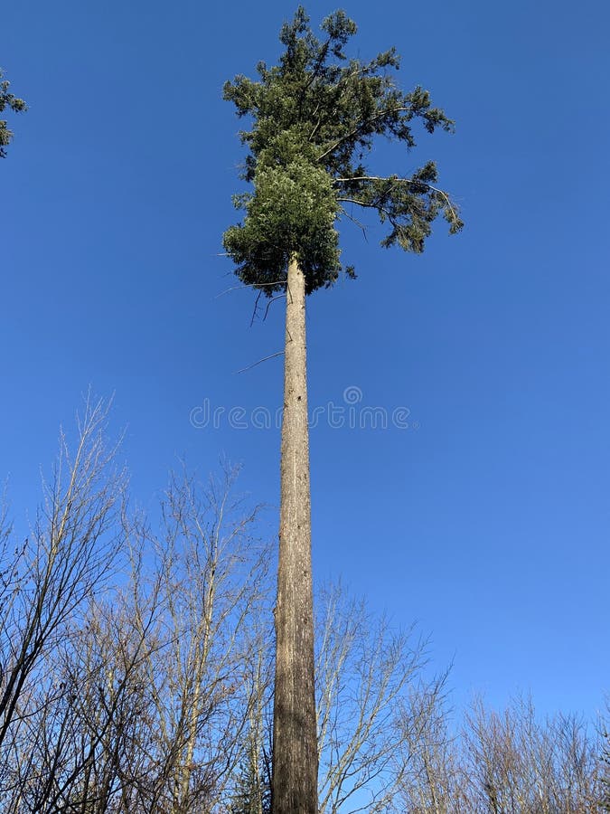 Long tree und beauty sky stock image. Image of view - 169544587