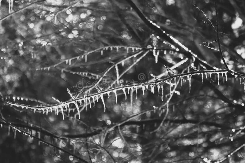 Long Tree Branch with Pointed Curved Windblown Icicles, Black and White ...