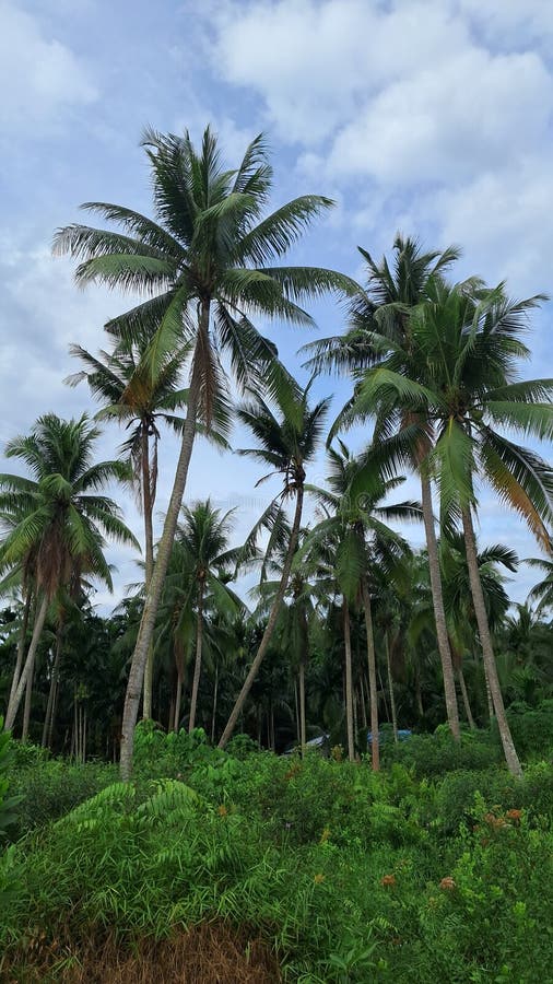 Long Tree Coconut Variety stock photo. Image of tree - 266457656