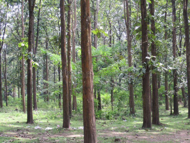 Long Tree garden in forest stock image. Image of garden - 195613541