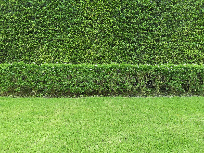 Long Tree Hedge, Double Layers Two Steps; Small And Tall Hedge. Upper ...