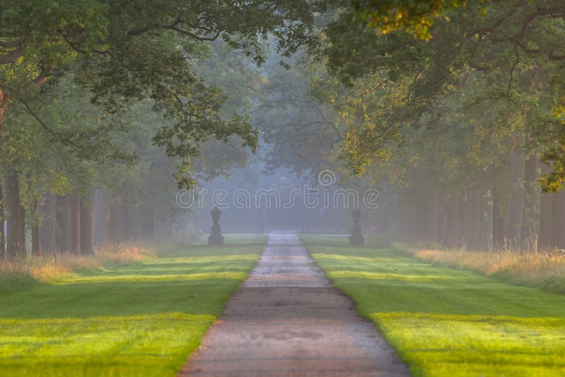 Long tree lane stock image. Image of lane, misty, europe - 53266089