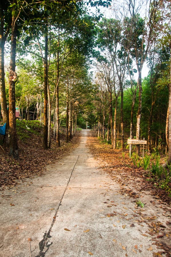 A Long the Tree Line To Go Ahead Stock Image - Image of long, light ...