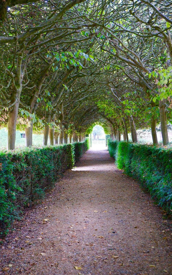 Tree Lined Arbor stock image. Image of strolling, garden - 123497379