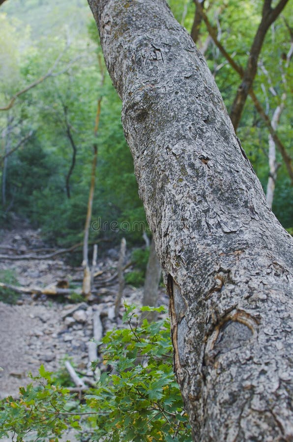 The Long Tree Log in the Back Country Stock Image - Image of bush ...