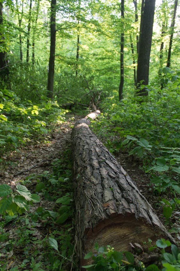 Long Tree Log on the Pathway Stock Photo - Image of vegetation, cutting ...