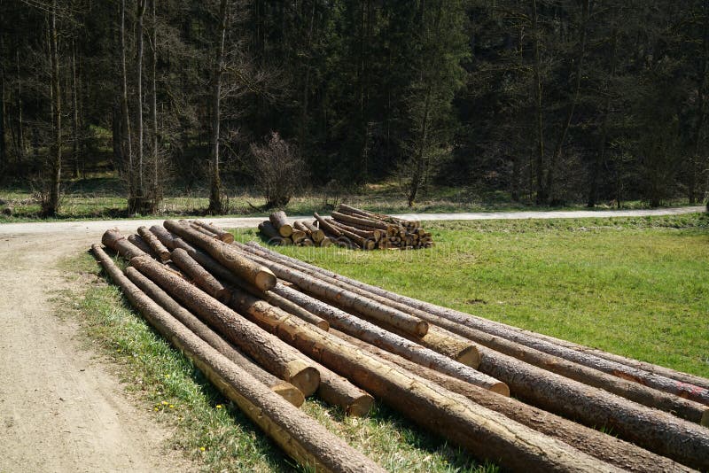 Tree logs on the grass stock photo. Image of tree, trees - 196652554