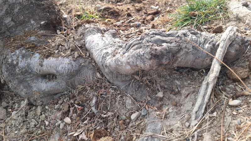 A Long Tree Root Sticking Out of the Ground in a Park Stock Photo ...