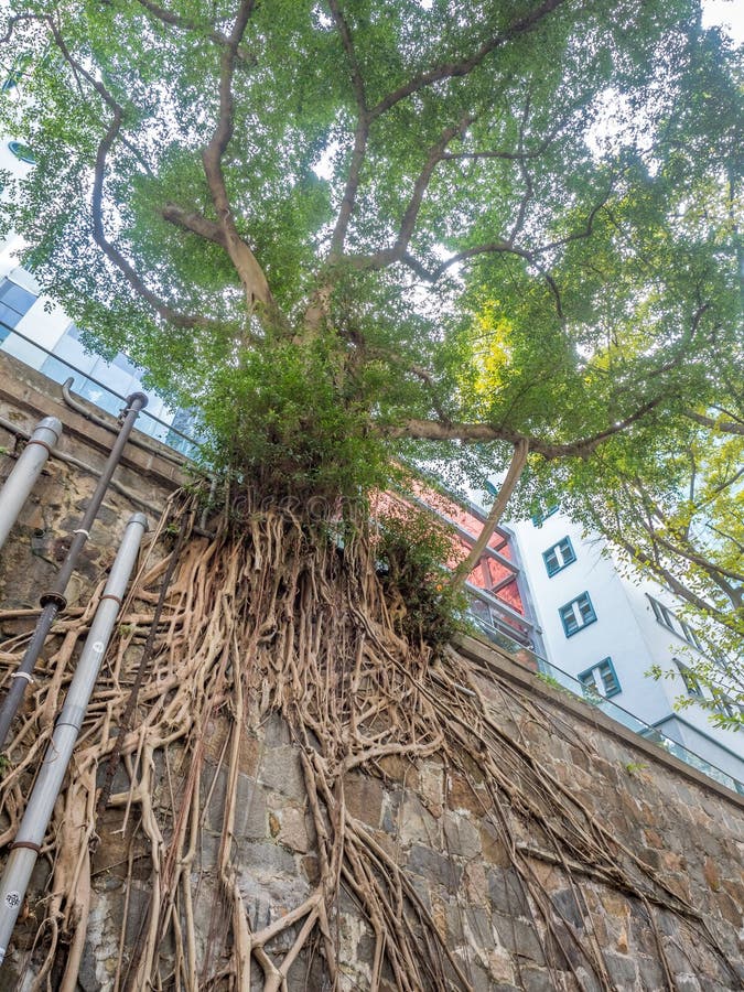 Long Tree Root on Stone Wall Stock Image - Image of rock, stairs: 136890759