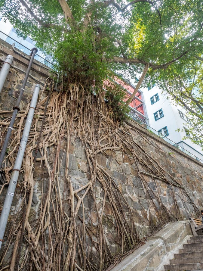 Long Tree Root on Stone Wall Stock Photo - Image of tree, wall: 136890770