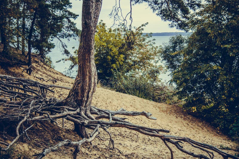 Long tree roots stock photo. Image of organic, forest - 158709552