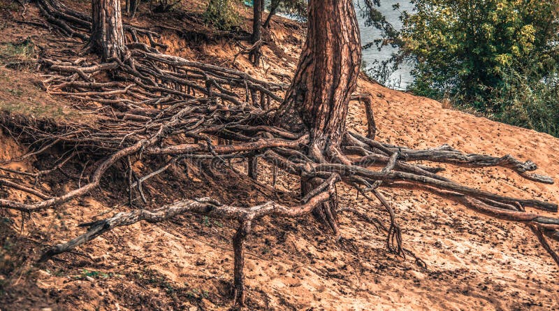 Tree roots background stock image. Image of twig, color - 42474067
