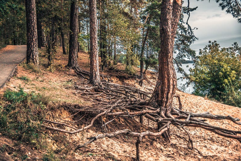 Tree roots background stock image. Image of twig, color - 42474067