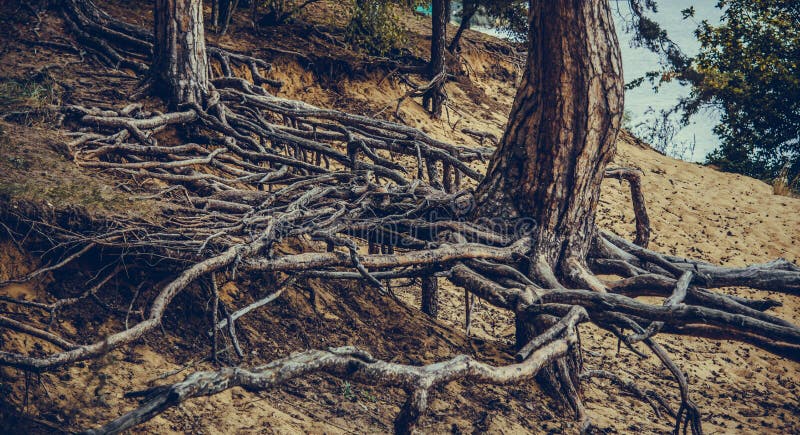 Long tree roots stock photo. Image of organic, forest - 158709552