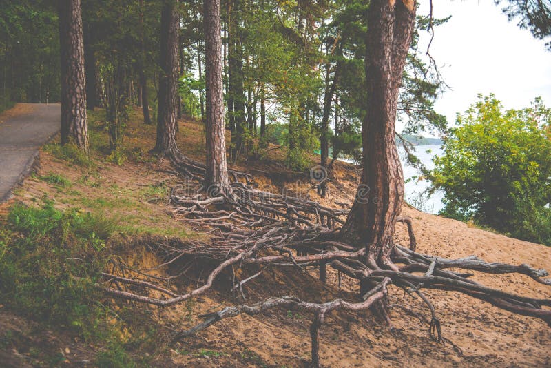 Long Tree Roots of Pine Tree Stock Photo - Image of magic, plant: 158709558