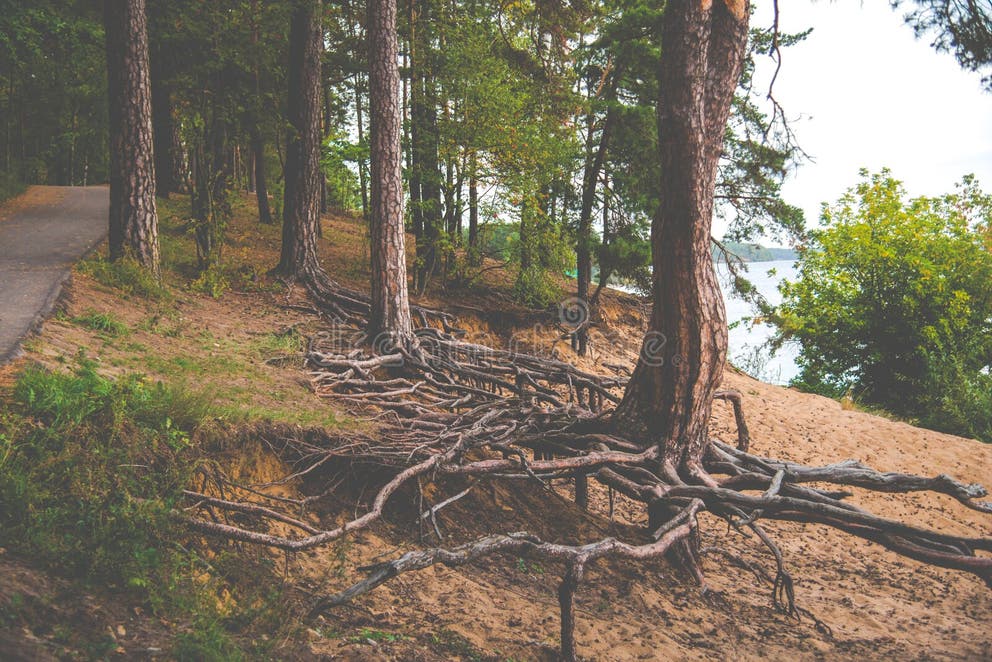 Long Tree Roots of Pine Tree Stock Photo - Image of magic, plant: 158709558